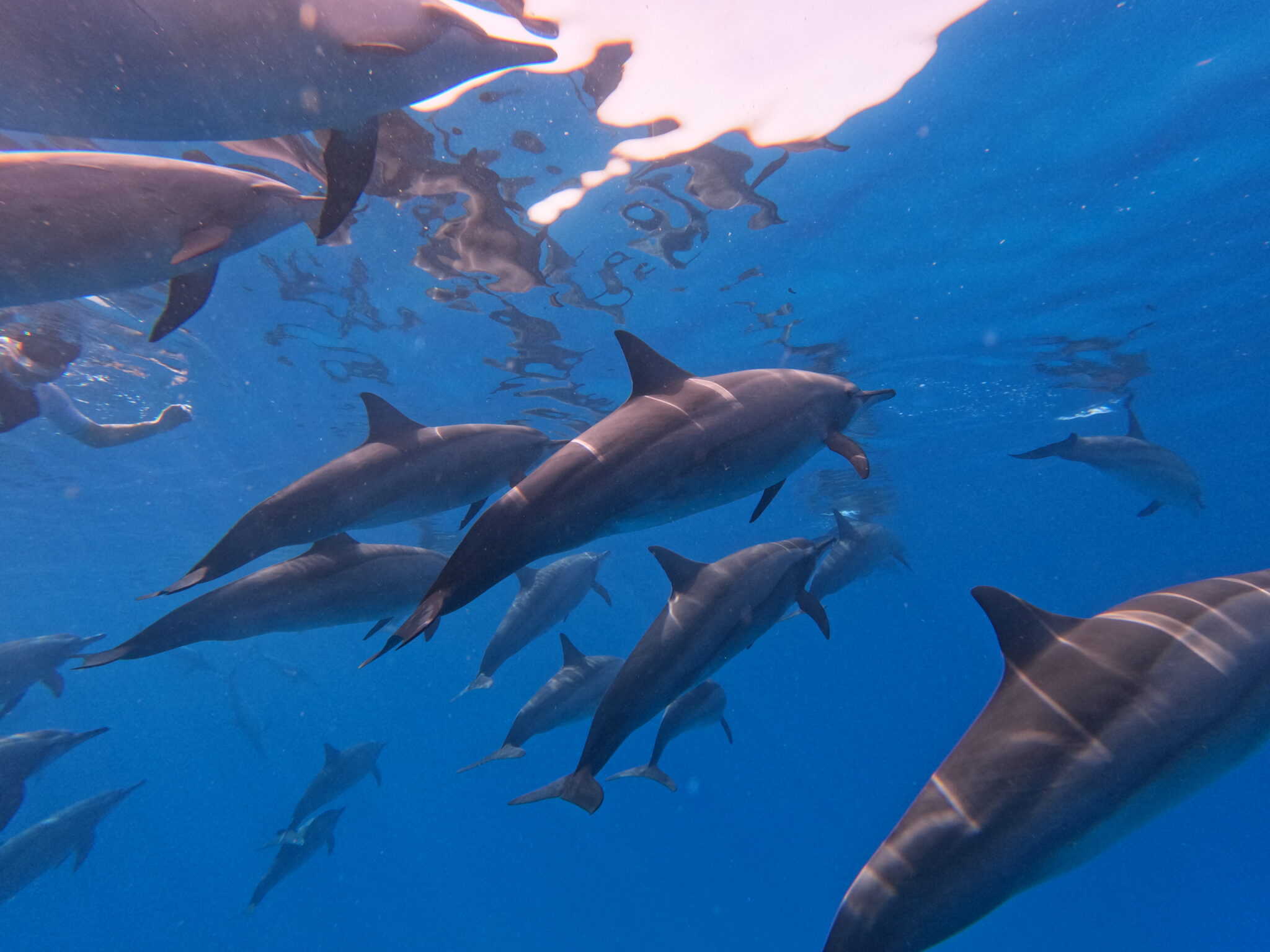 Swimming with Dolphins: Tips and Behavior - Resilience Training & Coaching